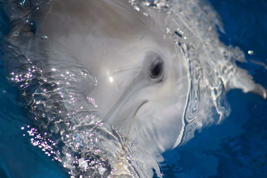 "Hope" Bottle Nose Dolphin at Clearwater Marine Aquarium | Smithsonian ...