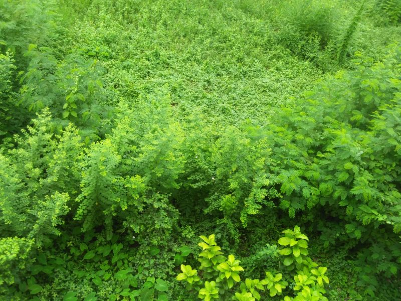 Fresh green tropical shrubs | Smithsonian Photo Contest | Smithsonian ...