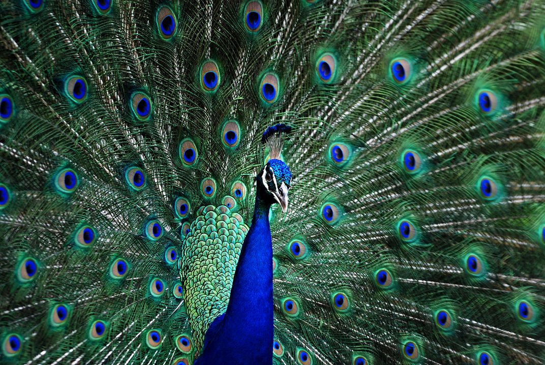GALLANT - Being a proud volunteer at Flamingo Gardens in Davie, Florida ...