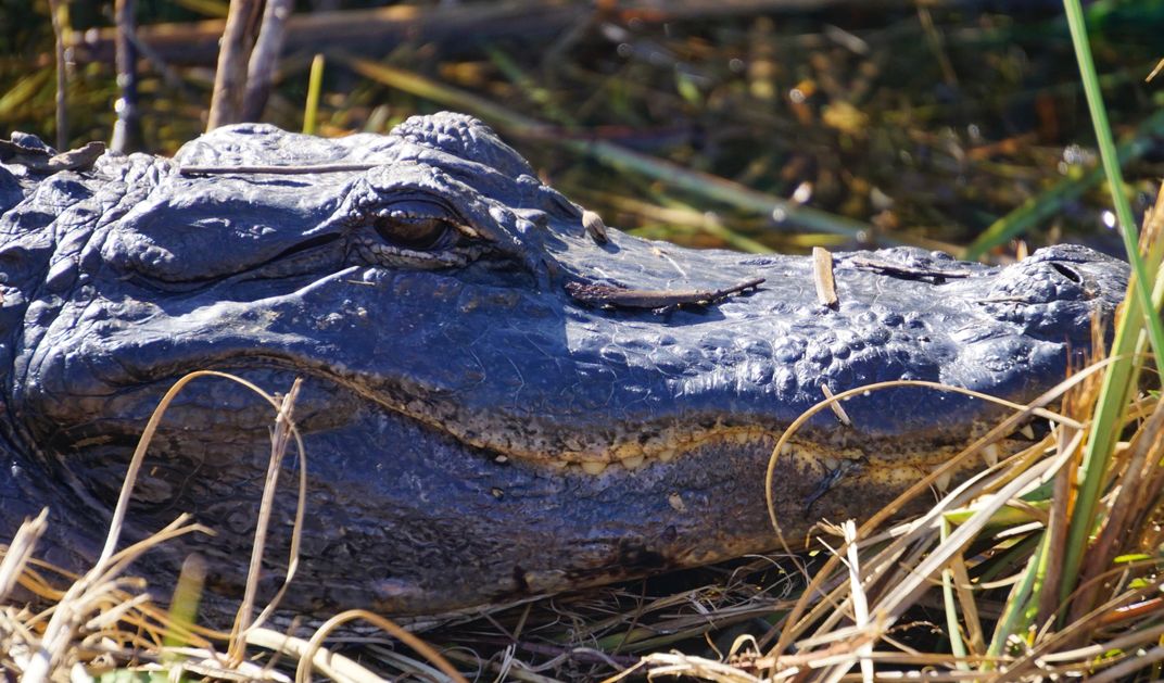 alligator grin | Smithsonian Photo Contest | Smithsonian Magazine