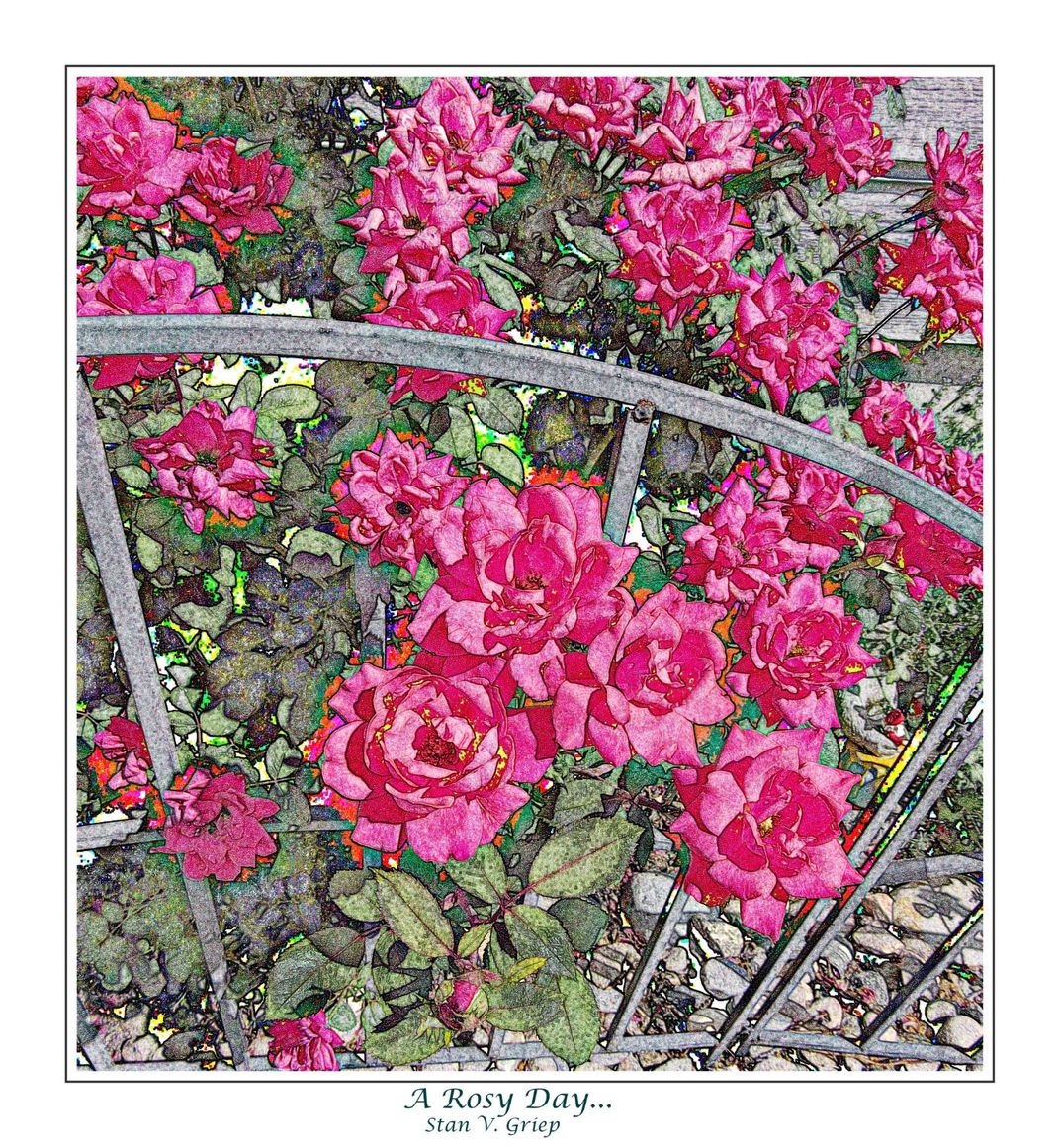 A Rosy Day... | Smithsonian Photo Contest | Smithsonian Magazine