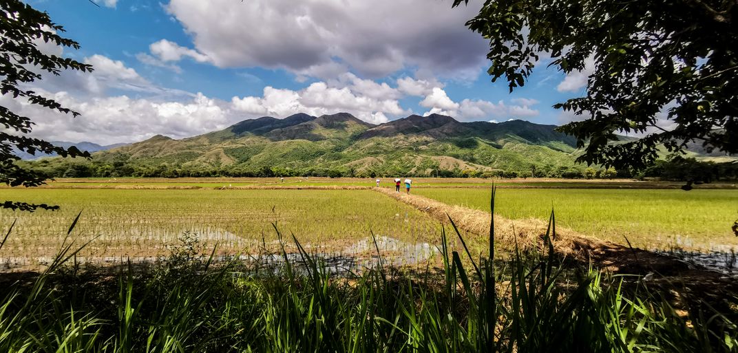 Mountain of Rice | Smithsonian Photo Contest | Smithsonian Magazine