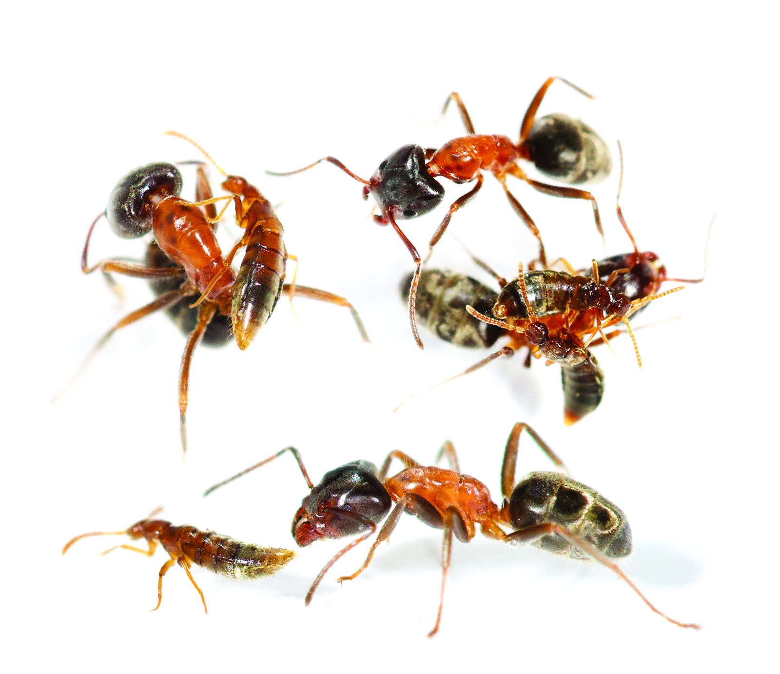 These Beetles Are Entirely Dependent on Ants for Survival. Here's Why ...
