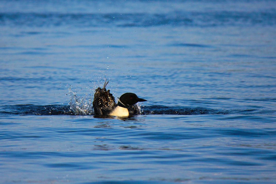 Fluffing My Feathers Smithsonian Photo Contest Smithsonian Magazine