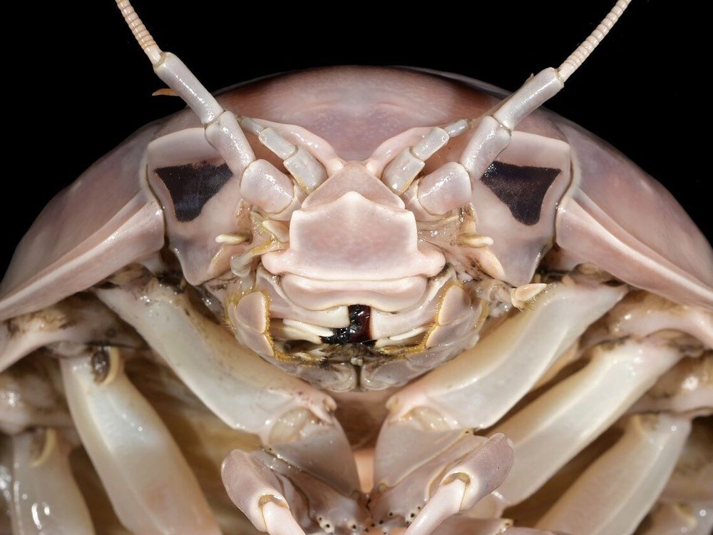 Researchers Identified a New 'Supergiant' Crustacean With 14 Legs—and ...