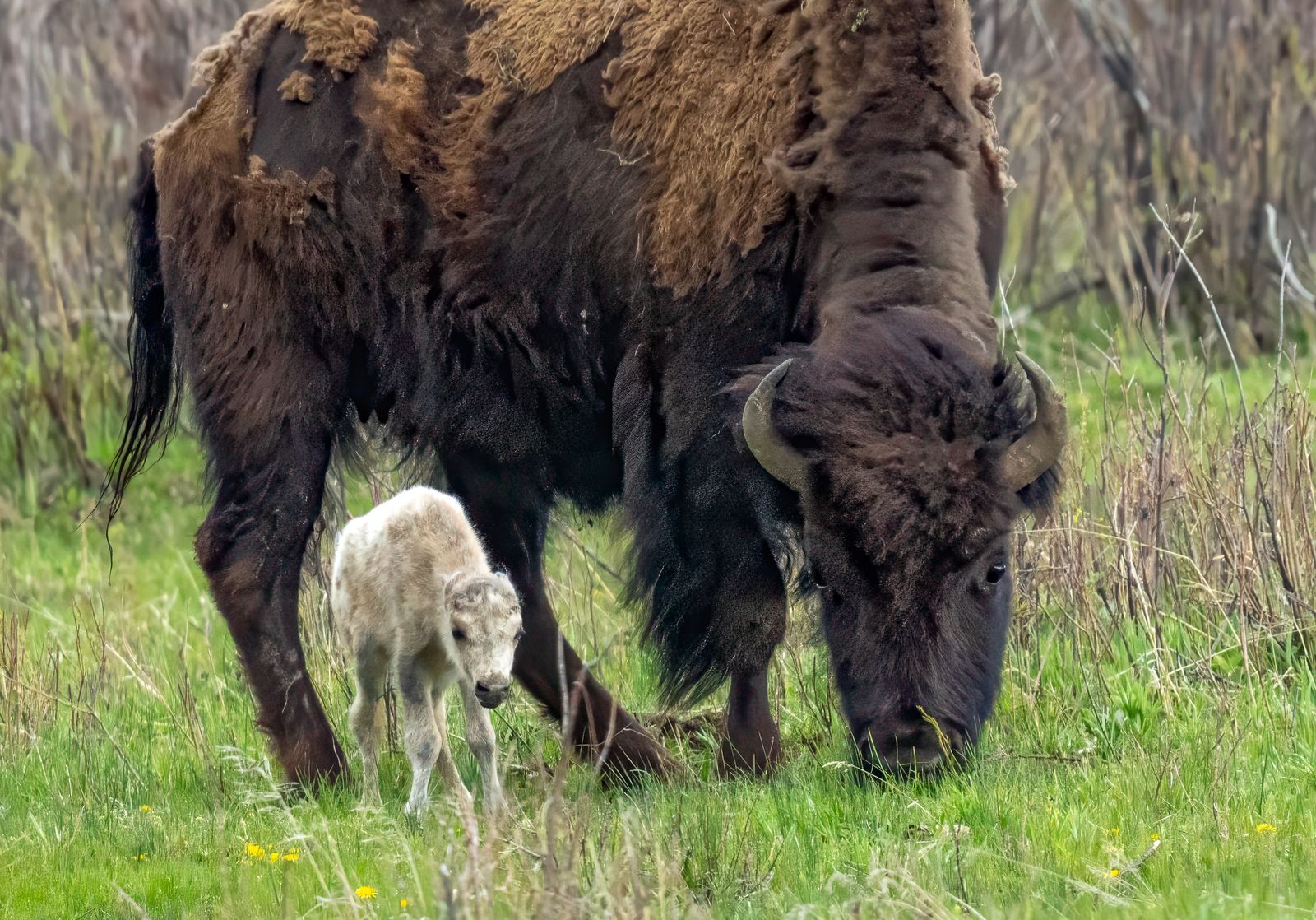 Rare White Bison Calf Born at Yellowstone National Park