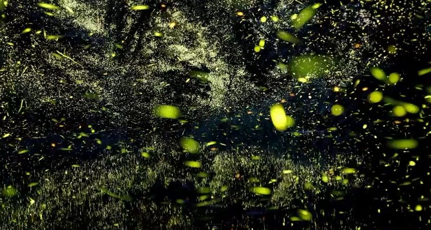 This Firefly Time-Lapse Video Is Beautiful | Smithsonian