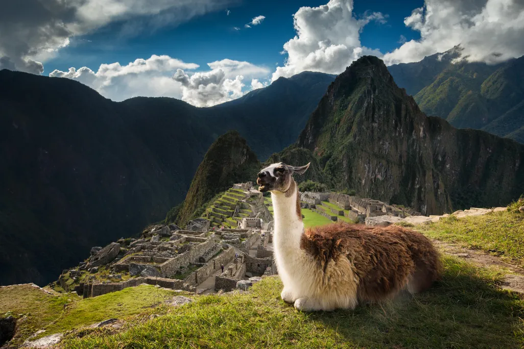 llama in