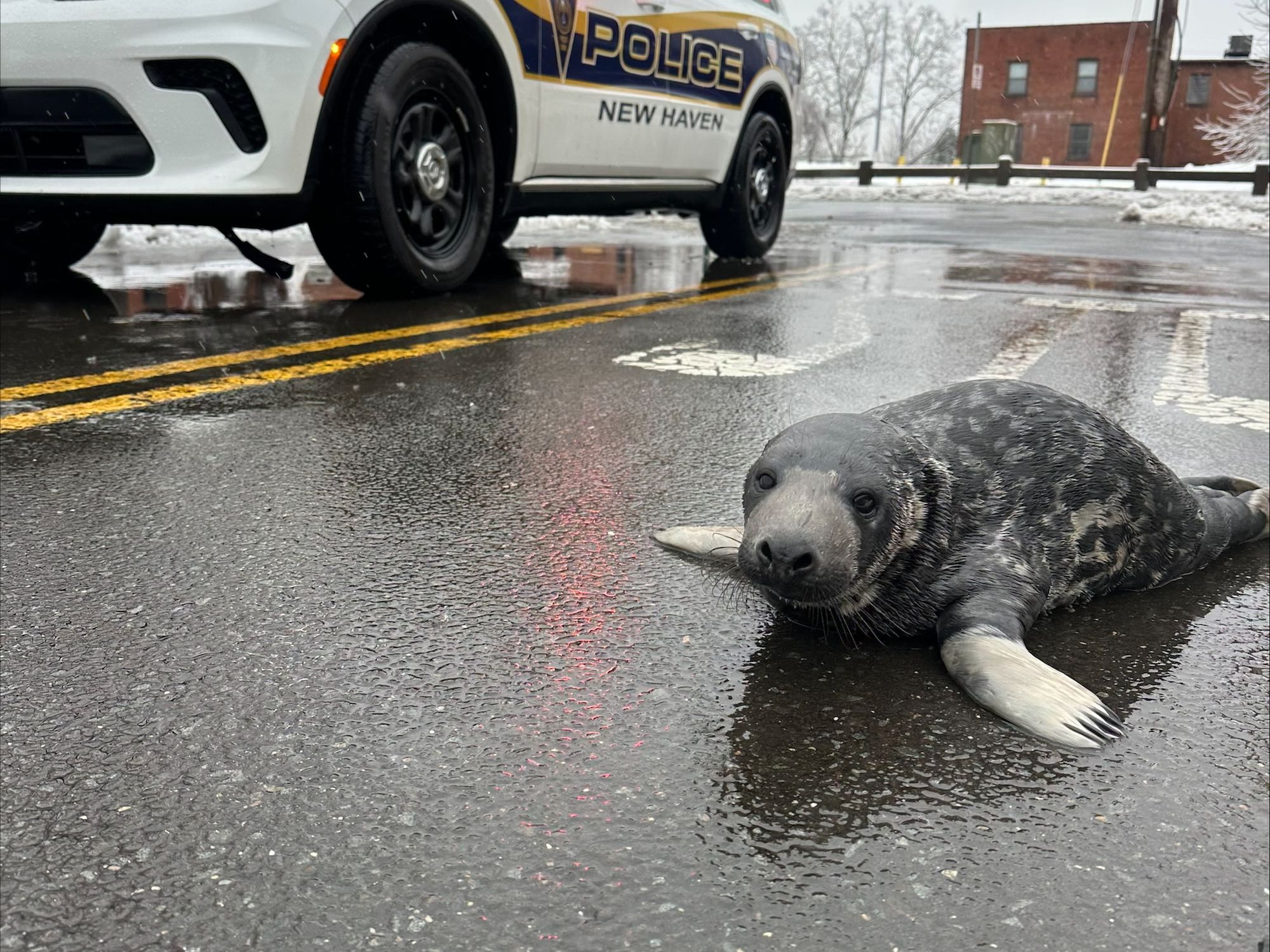 Lost Baby Seal Found Wandering in Downtown New Haven Has Been Rescued ...