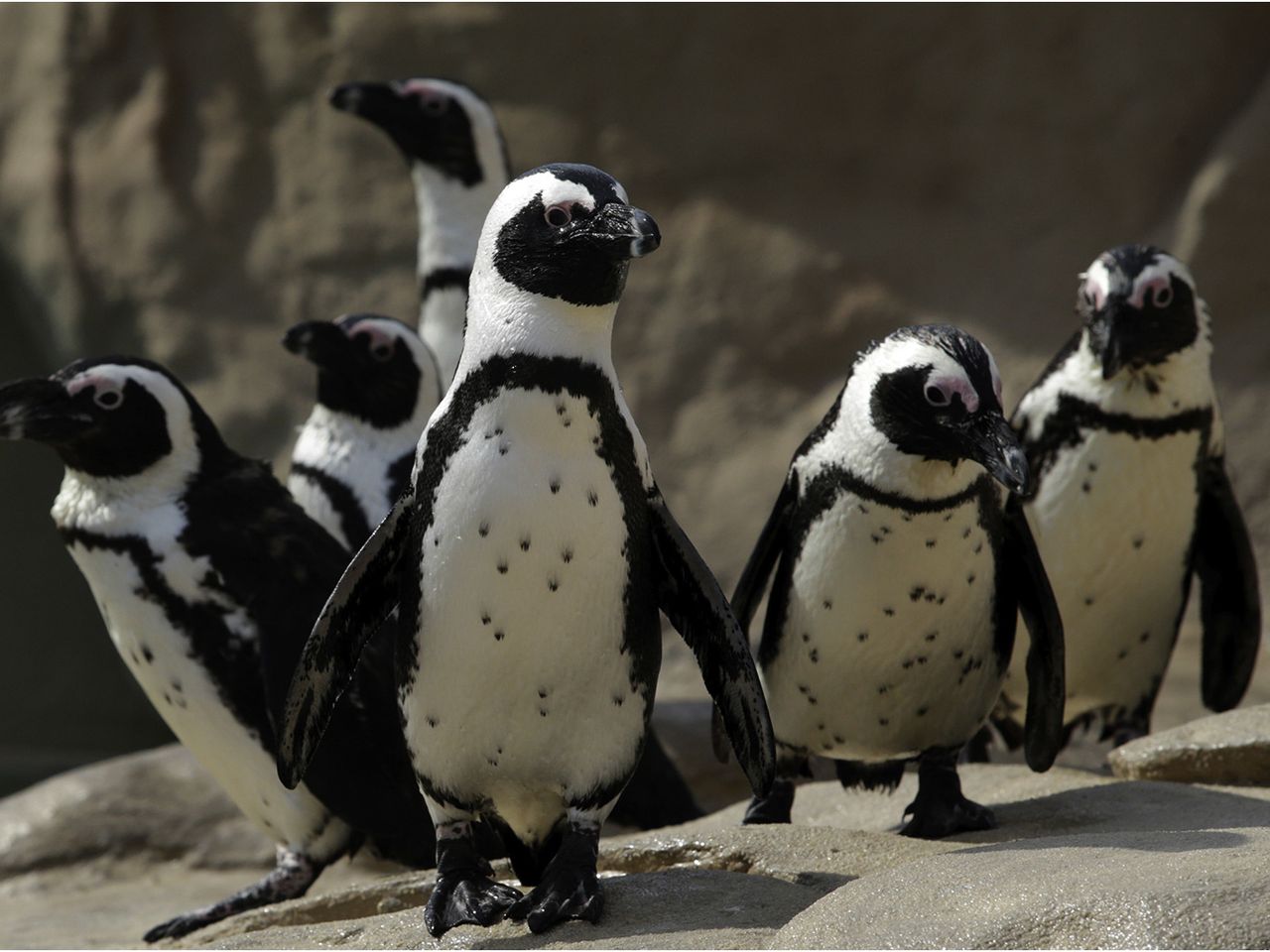 What Eats African Penguins