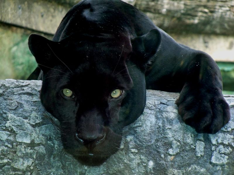 Black Jaguar at the Jacksonville Zoo | Smithsonian Photo Contest ...