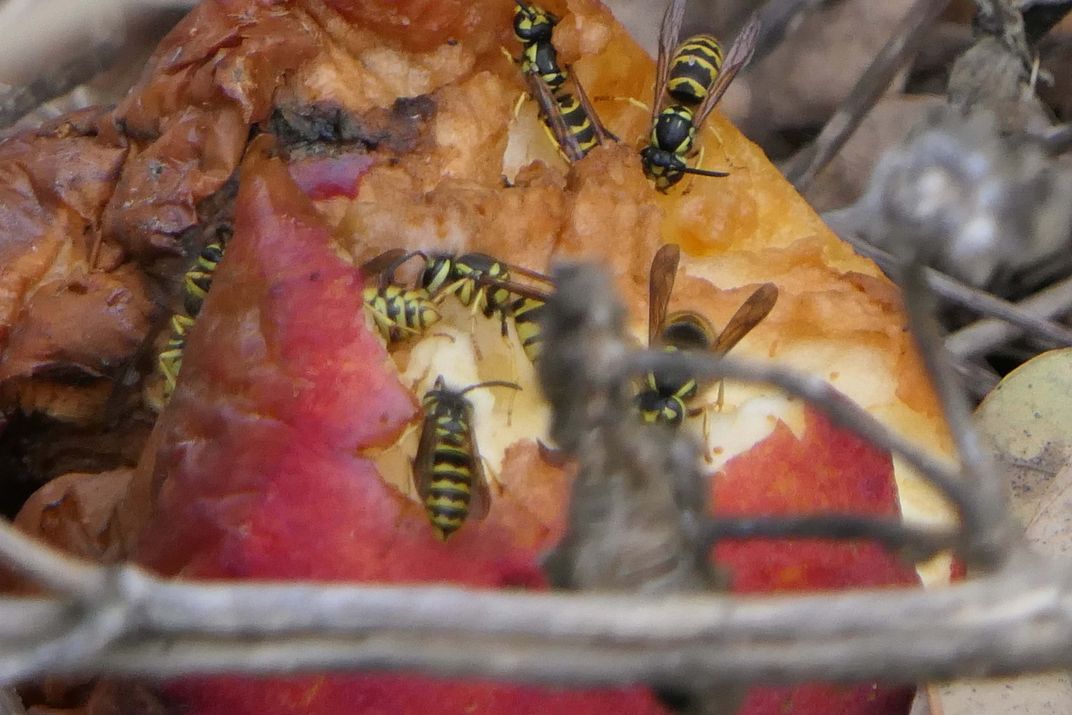 Wasps eating an apple | Smithsonian Photo Contest | Smithsonian Magazine