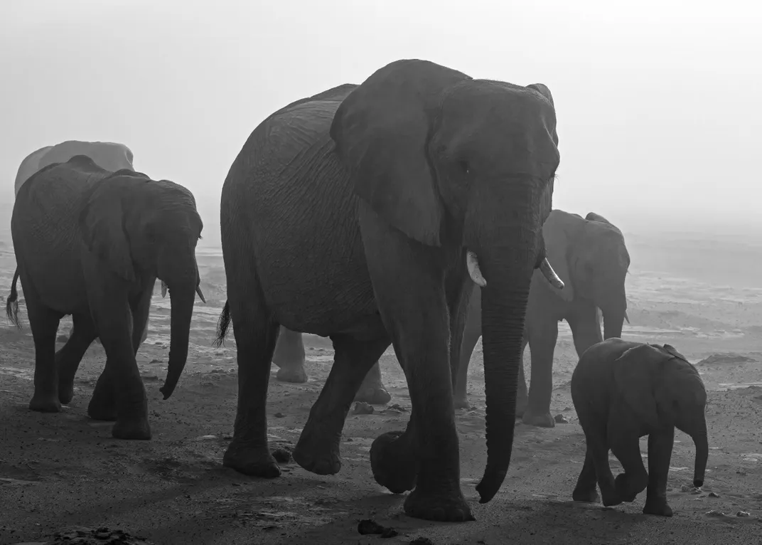 Desert-adapted Elephants Marching to the Watering Hole | Smithsonian ...