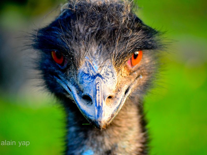 Chancing upon his sharp stare while strolling with my wife around ...