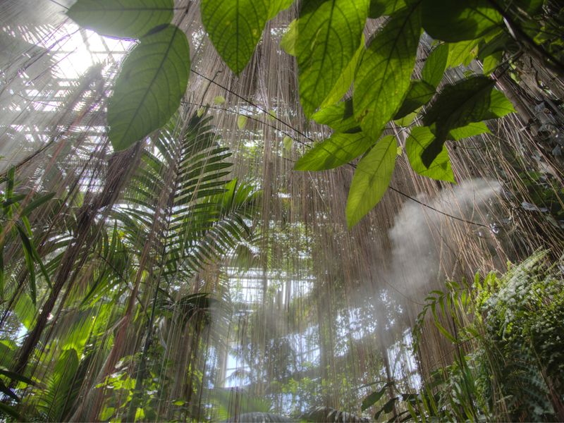 Southern Rainforest - Atlanta Botanical Gardens | Smithsonian Photo ...