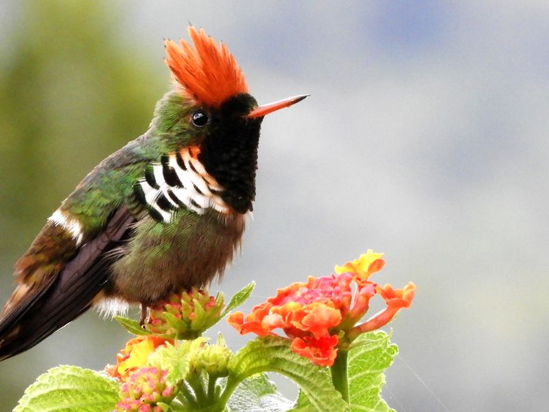 Frilled Coquette. | Smithsonian Photo Contest | Smithsonian Magazine