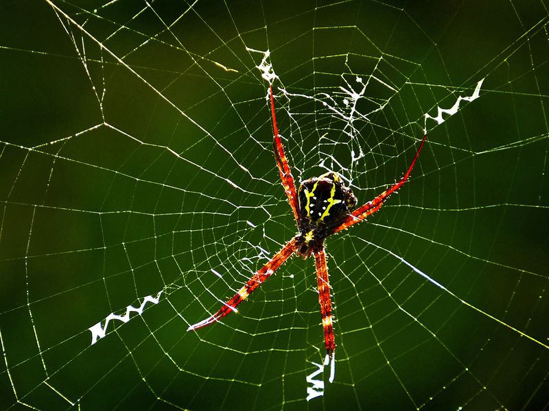 Signature spider | Smithsonian Photo Contest | Smithsonian Magazine