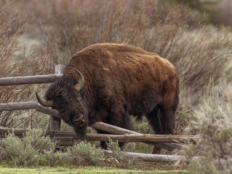 Bison sharpening horns | Smithsonian Photo Contest | Smithsonian Magazine