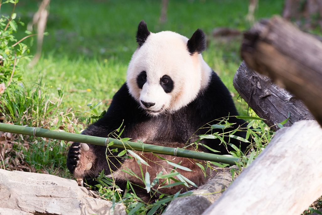 female panda
