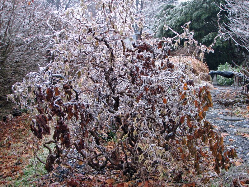 Frozen contorted filbert tree | Smithsonian Photo Contest | Smithsonian ...