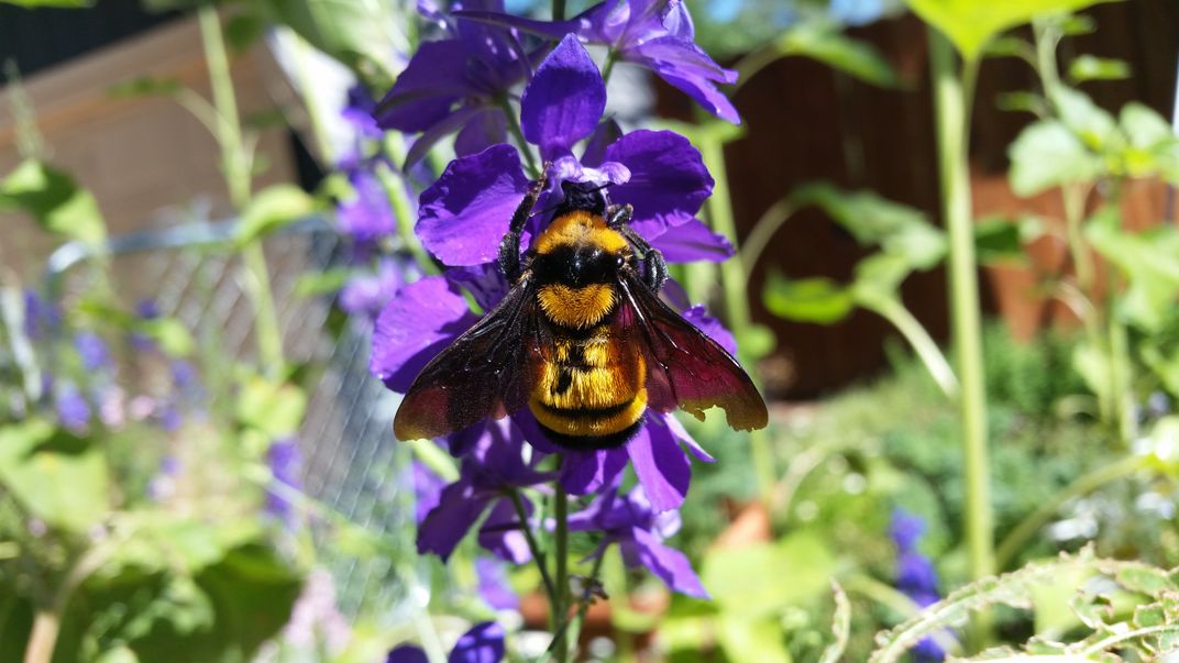 A 1.5" long bumblebee nestled in delphiniums | Smithsonian Photo ...