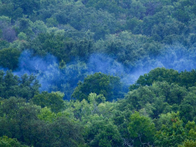 Smoke from fire in a forest. | Smithsonian Photo Contest | Smithsonian ...