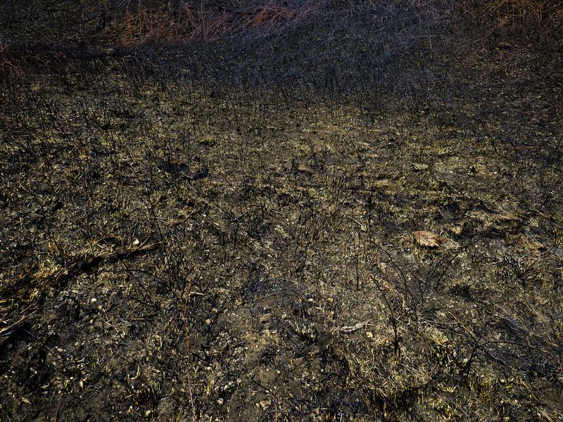 Burned Grass | Smithsonian Photo Contest | Smithsonian Magazine