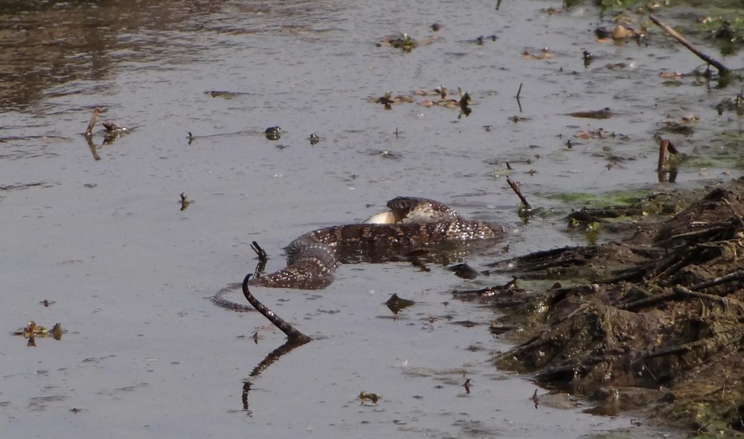 Northern watersnake eating a fish | Smithsonian Photo Contest ...
