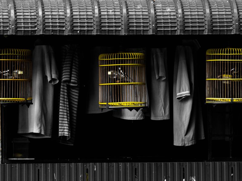 yellow cages | Smithsonian Photo Contest | Smithsonian Magazine