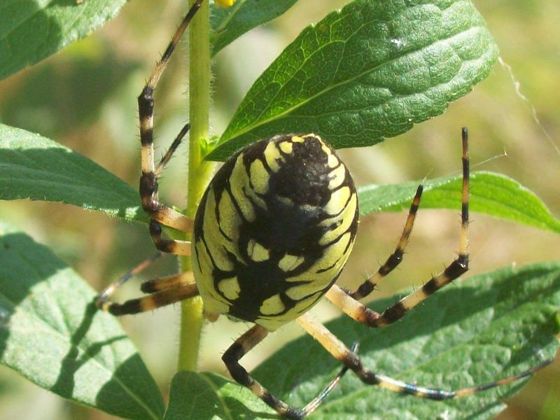 Spider about to give birth | Smithsonian Photo Contest | Smithsonian ...