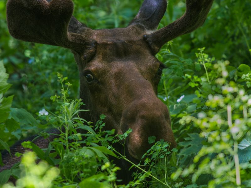 Moose in the grass | Smithsonian Photo Contest | Smithsonian Magazine