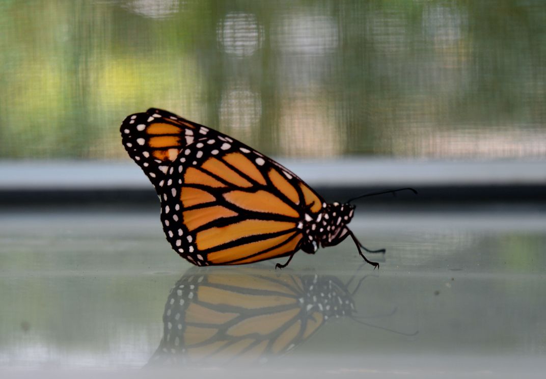 A resting monarch | Smithsonian Photo Contest | Smithsonian Magazine
