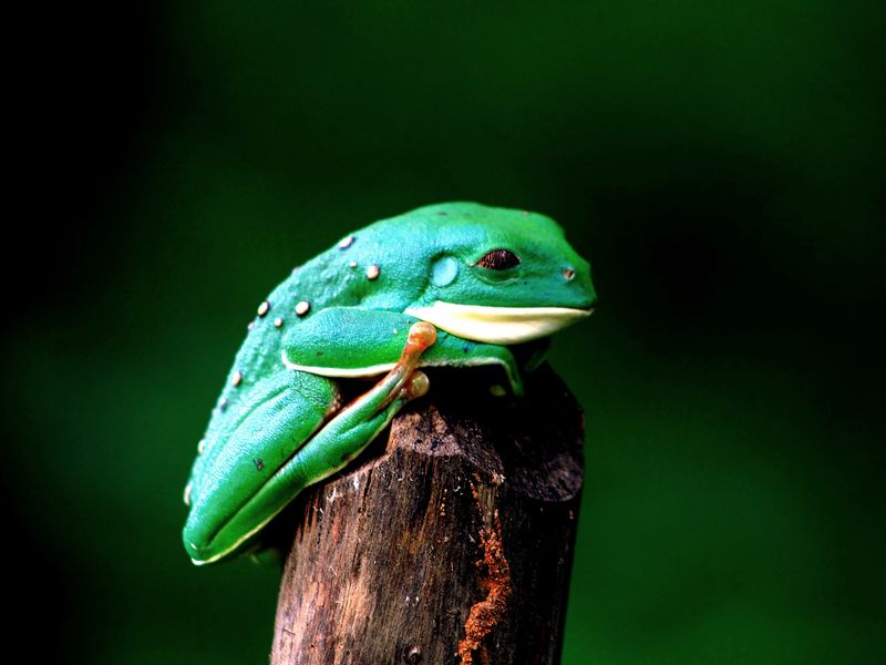 Male Mexican Leaf Frog ,Pachymedusa dacnicolor | Smithsonian Photo ...