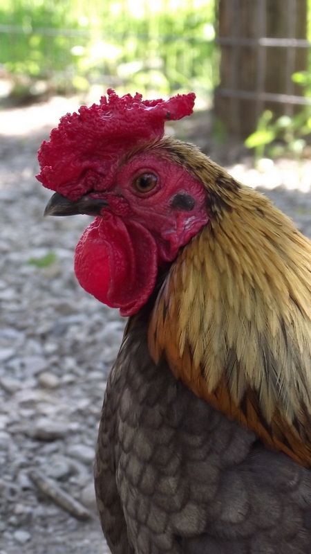 Profile of a rooster roaming free at local zoo. | Smithsonian Photo ...