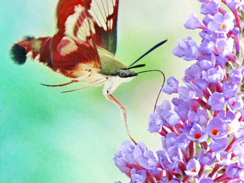 a hummingbird moth | Smithsonian Photo Contest | Smithsonian Magazine