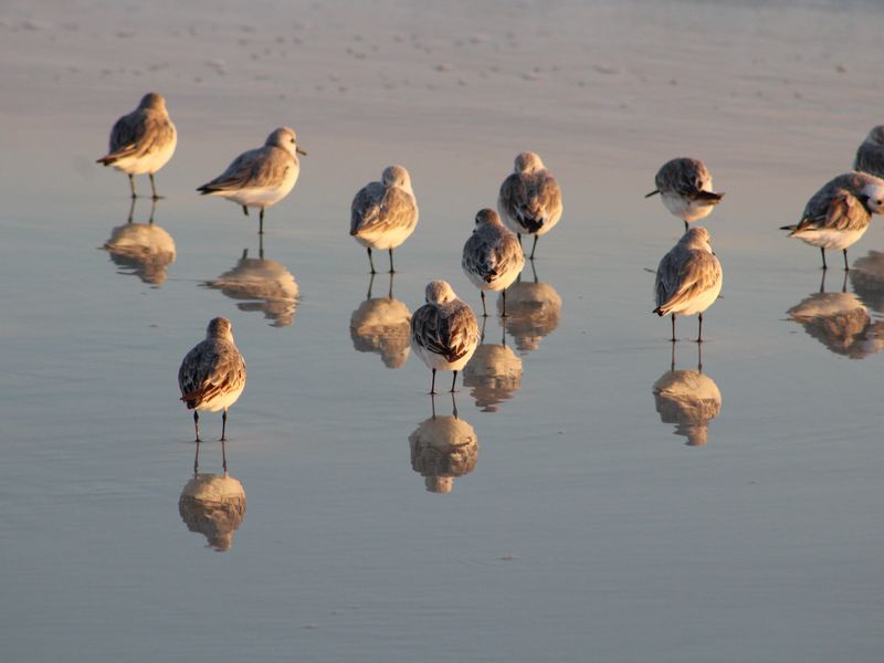 A reflection on Birds | Smithsonian Photo Contest | Smithsonian Magazine
