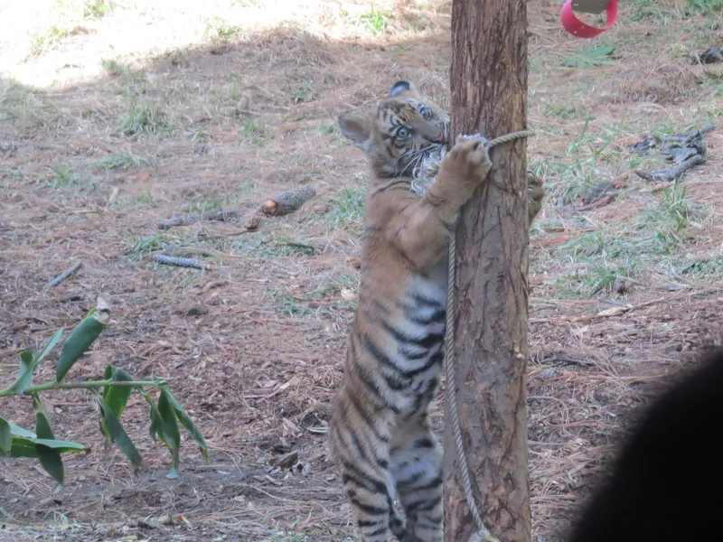 How will the Tiger escape? | Smithsonian Photo Contest | Smithsonian ...