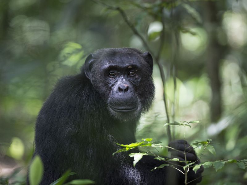A male chimp takes a break from eating to check out the tourists ...