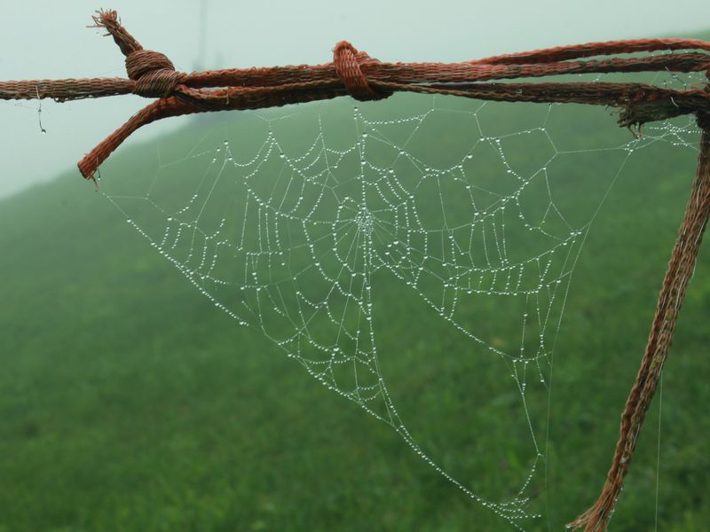 one of the many! spiders' nets | Smithsonian Photo Contest ...