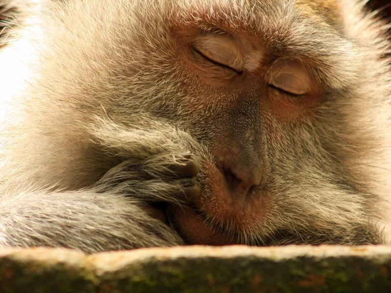 The monkey now sleeps. | Smithsonian Photo Contest | Smithsonian Magazine