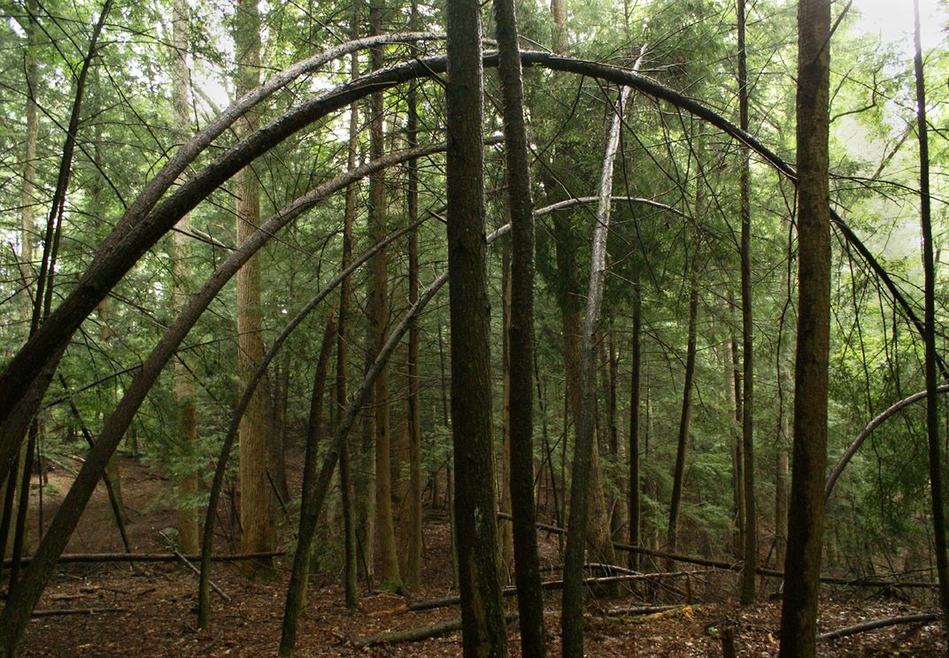 Curvy Trees | Smithsonian Photo Contest | Smithsonian Magazine