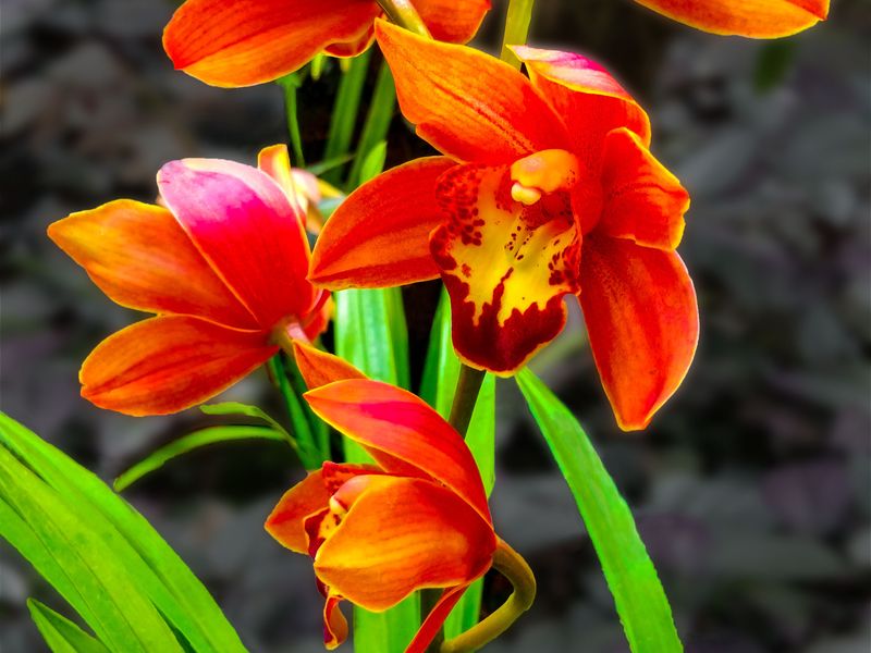 Orange Orchid | Smithsonian Photo Contest | Smithsonian Magazine
