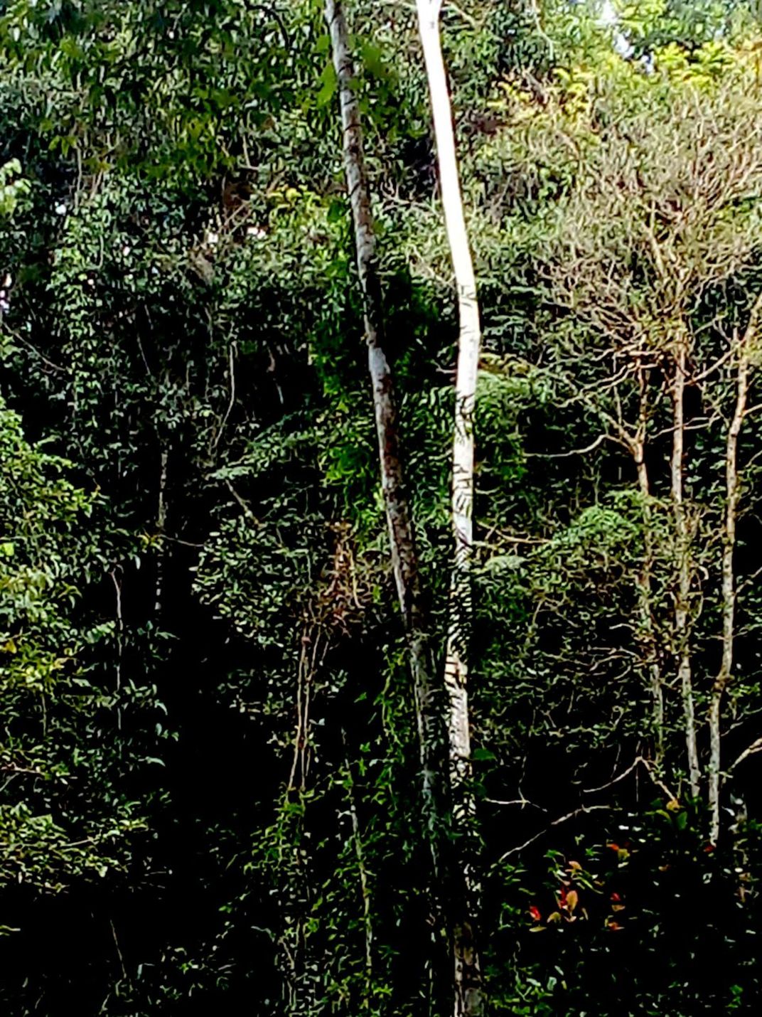 forest in srilanka | Smithsonian Photo Contest | Smithsonian Magazine