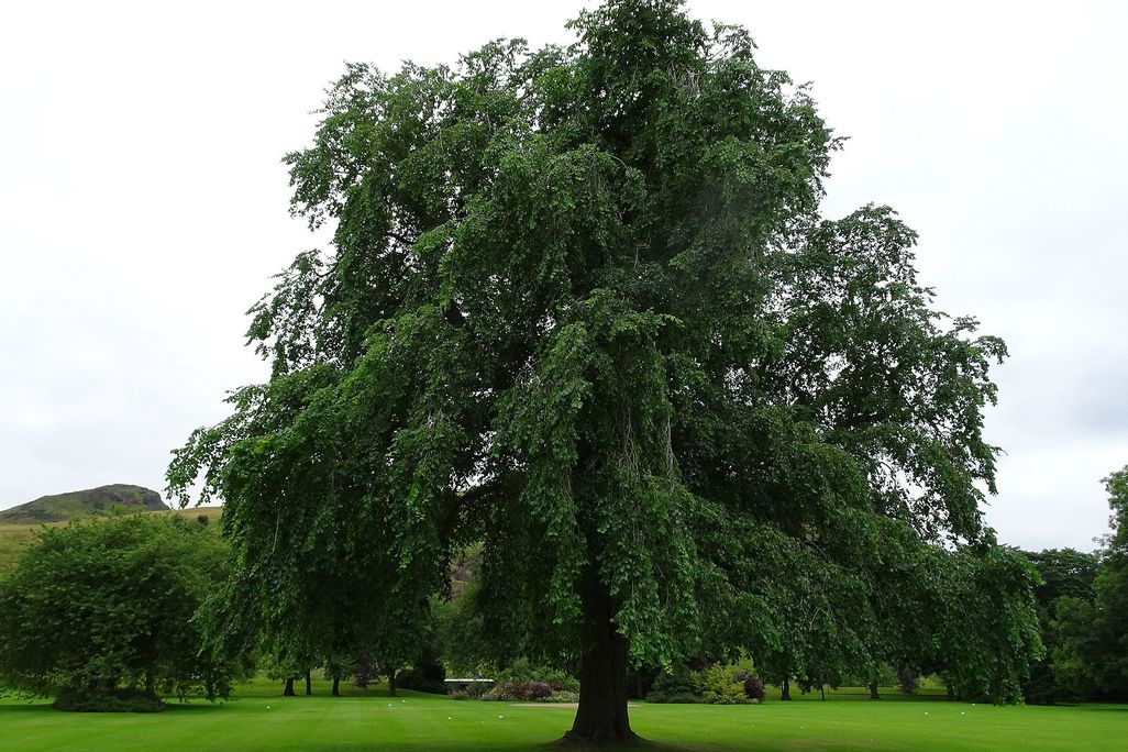 real trees edinburgh