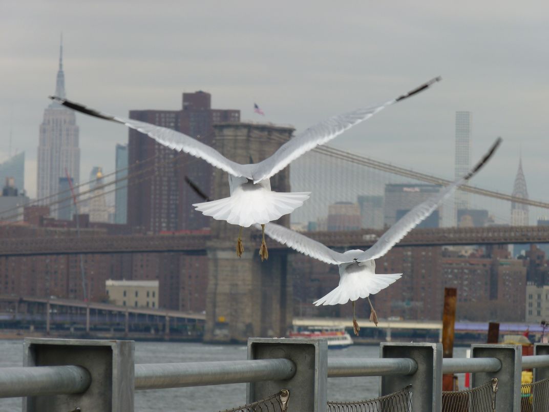 Two pigeons heading to Brooklyn Bridge's Flag | Smithsonian Photo ...