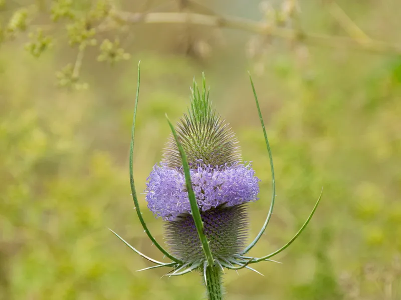 Young Thistle | Smithsonian Photo Contest | Smithsonian Magazine
