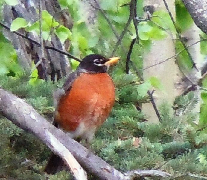 American Robin after arrival in the Matanuska Valley near Palmer ...