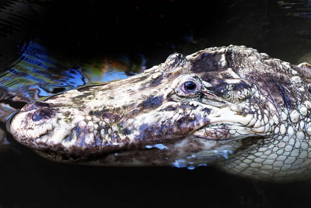 Leucastic Gator | Smithsonian Photo Contest | Smithsonian Magazine