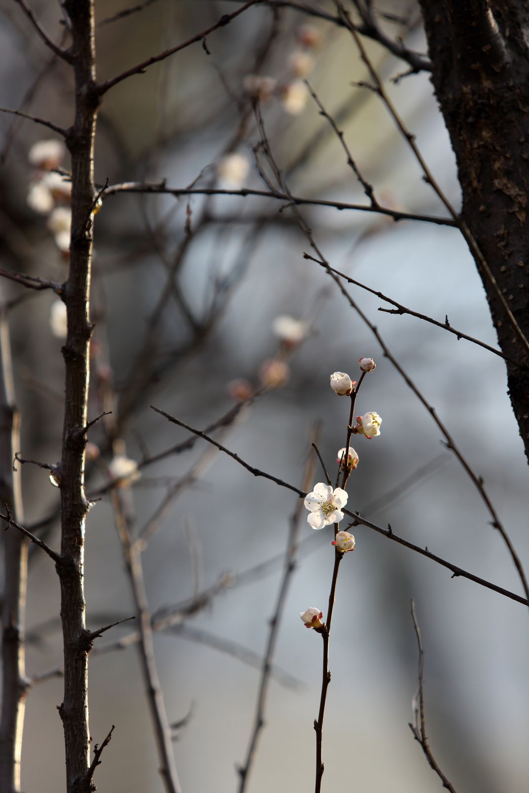 Spring flowering | Smithsonian Photo Contest | Smithsonian Magazine