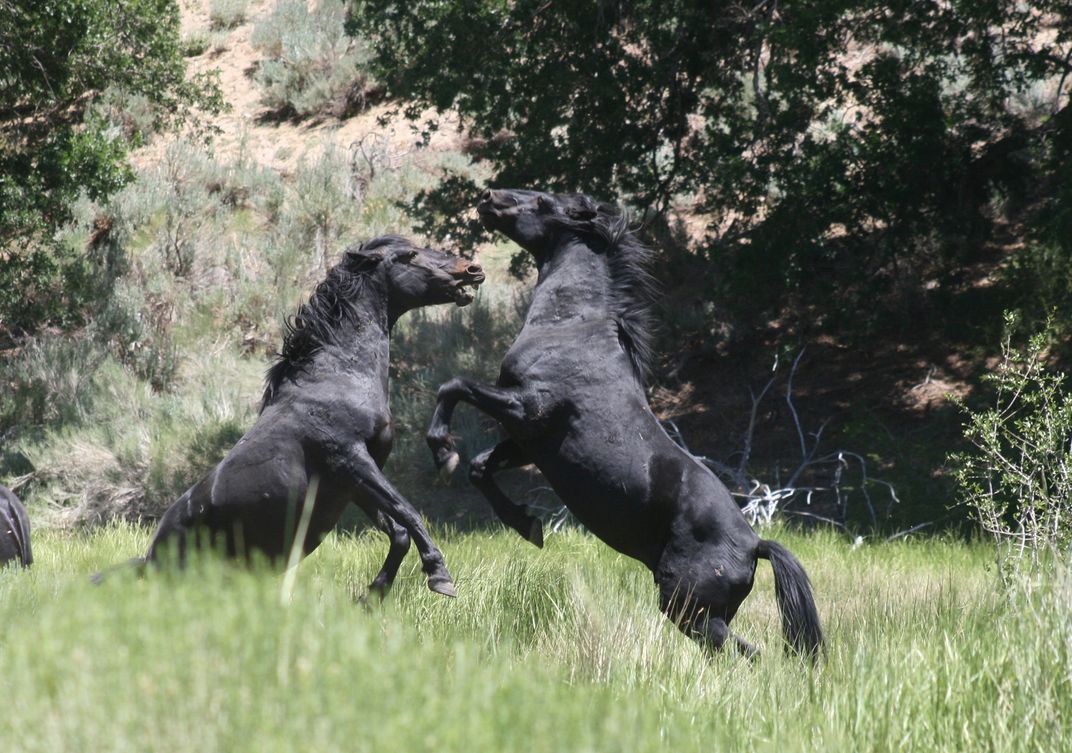 Stallion Challenge - Rival stallion challenging the herds alpha ...